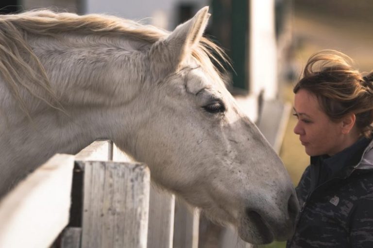 LiveryList Yard Owner Hub – Livery List Hub